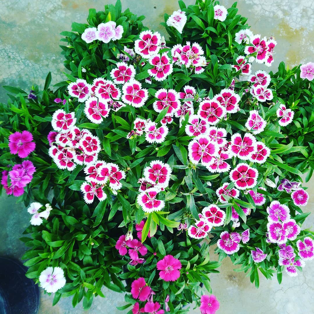 The Top 50 Plants Every Small Garden Needs - Planted Shack