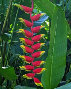 20 Tropical Flowers: A Guide to Growing and Enjoying Exotic Blooms ...