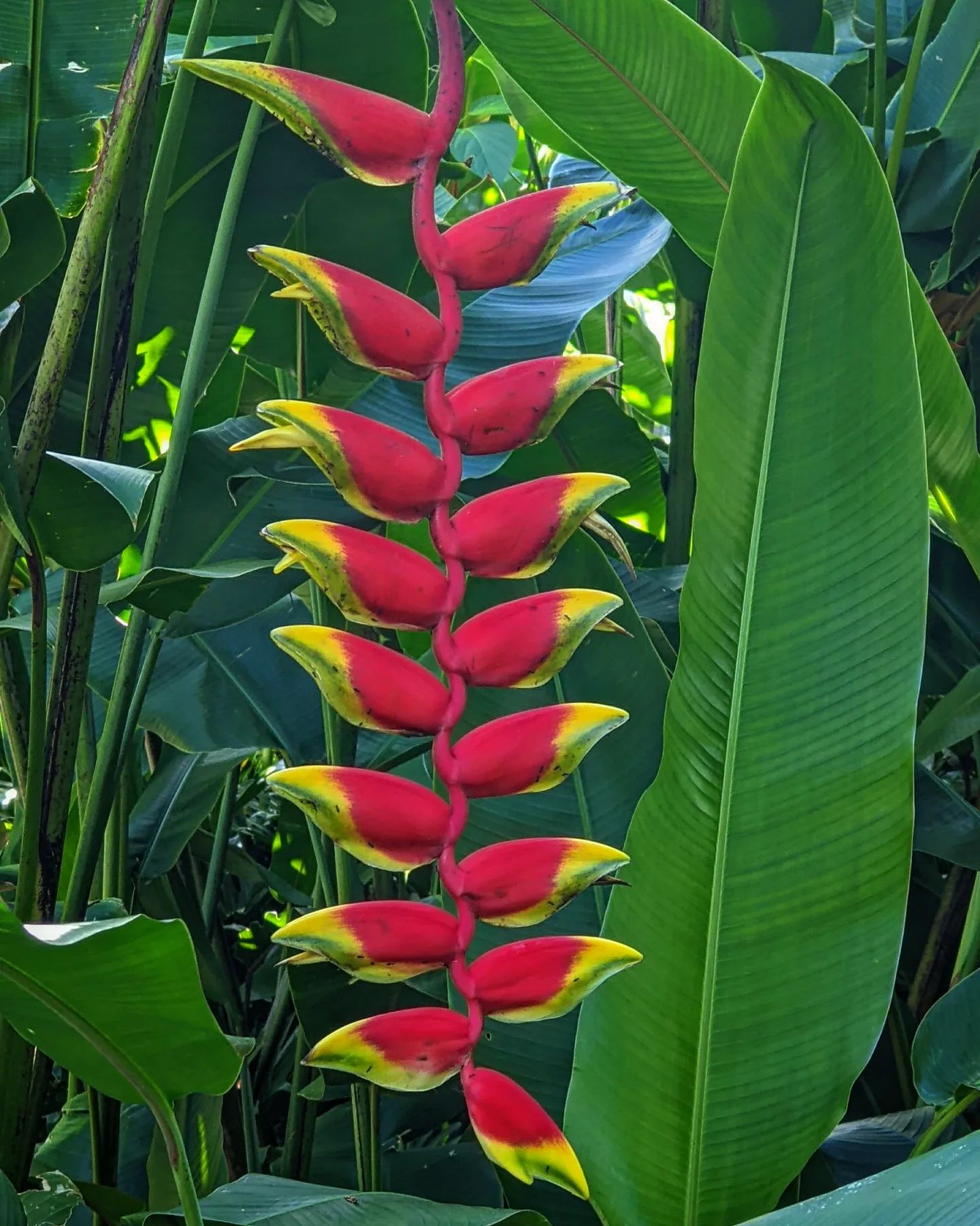 20 Tropical Flowers: A Guide to Growing and Enjoying Exotic Blooms ...