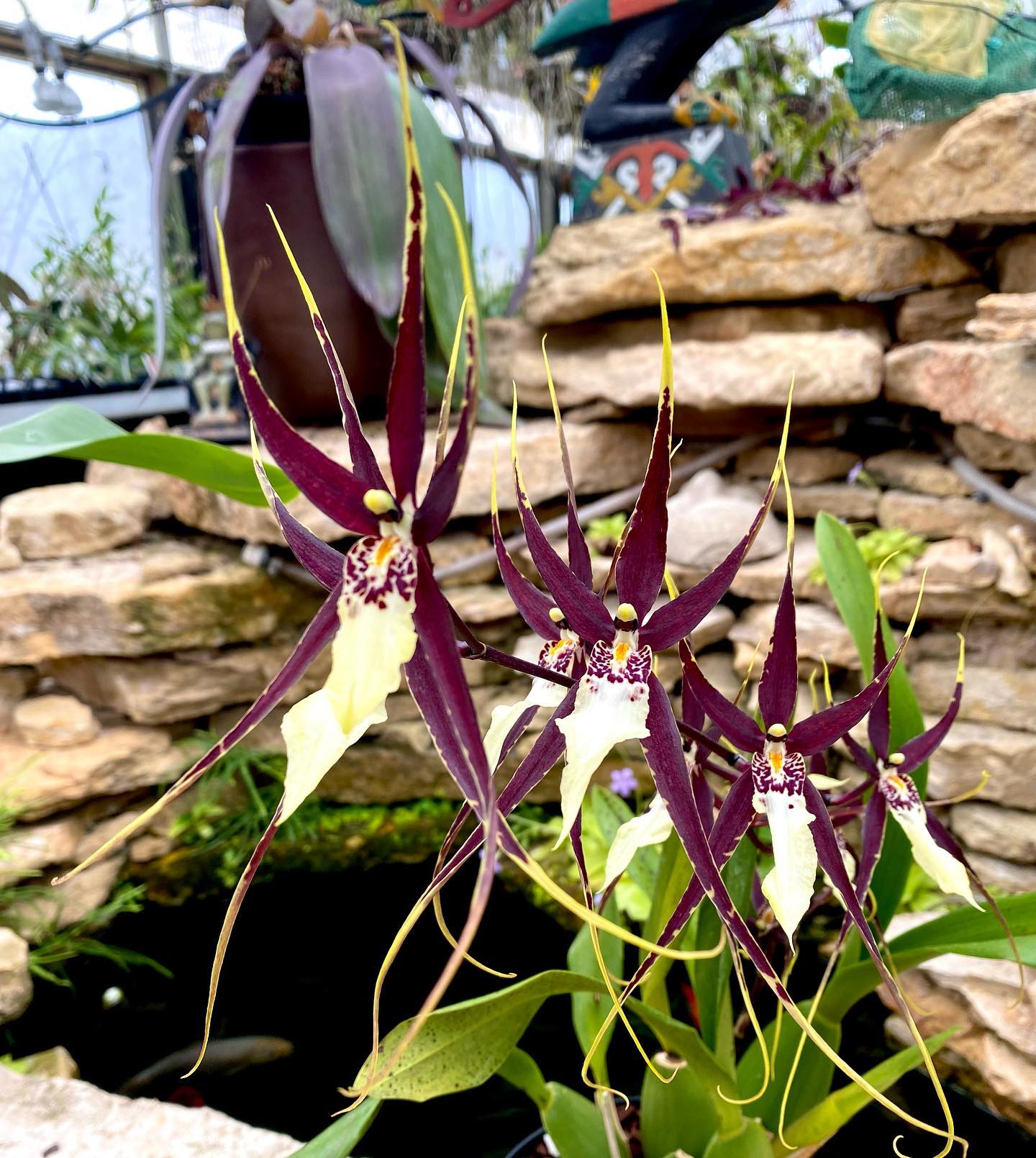 20 Purple Orchids: A Guide to Growing and Enjoying Enchanting Blooms ...