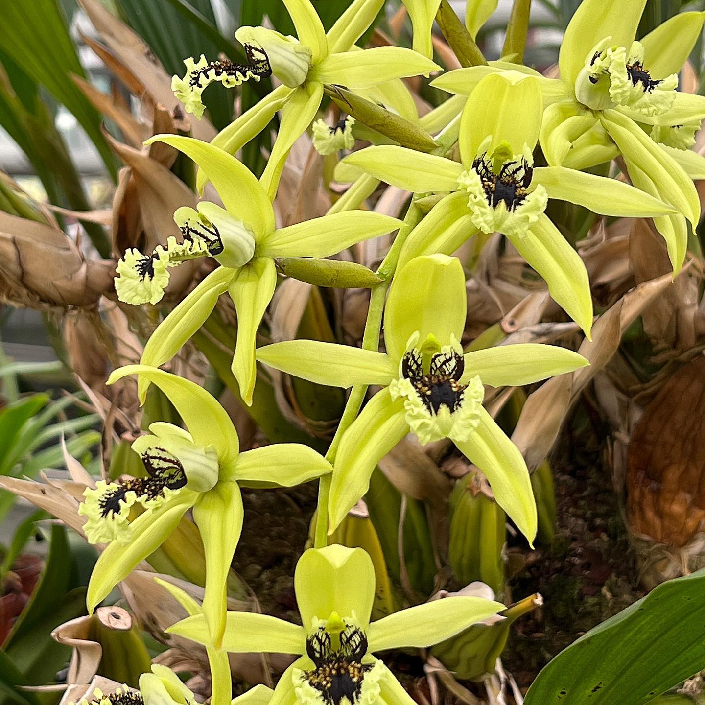 20 Amazing Orchids: A Guide to Growing and Enjoying Exotic Blooms ...