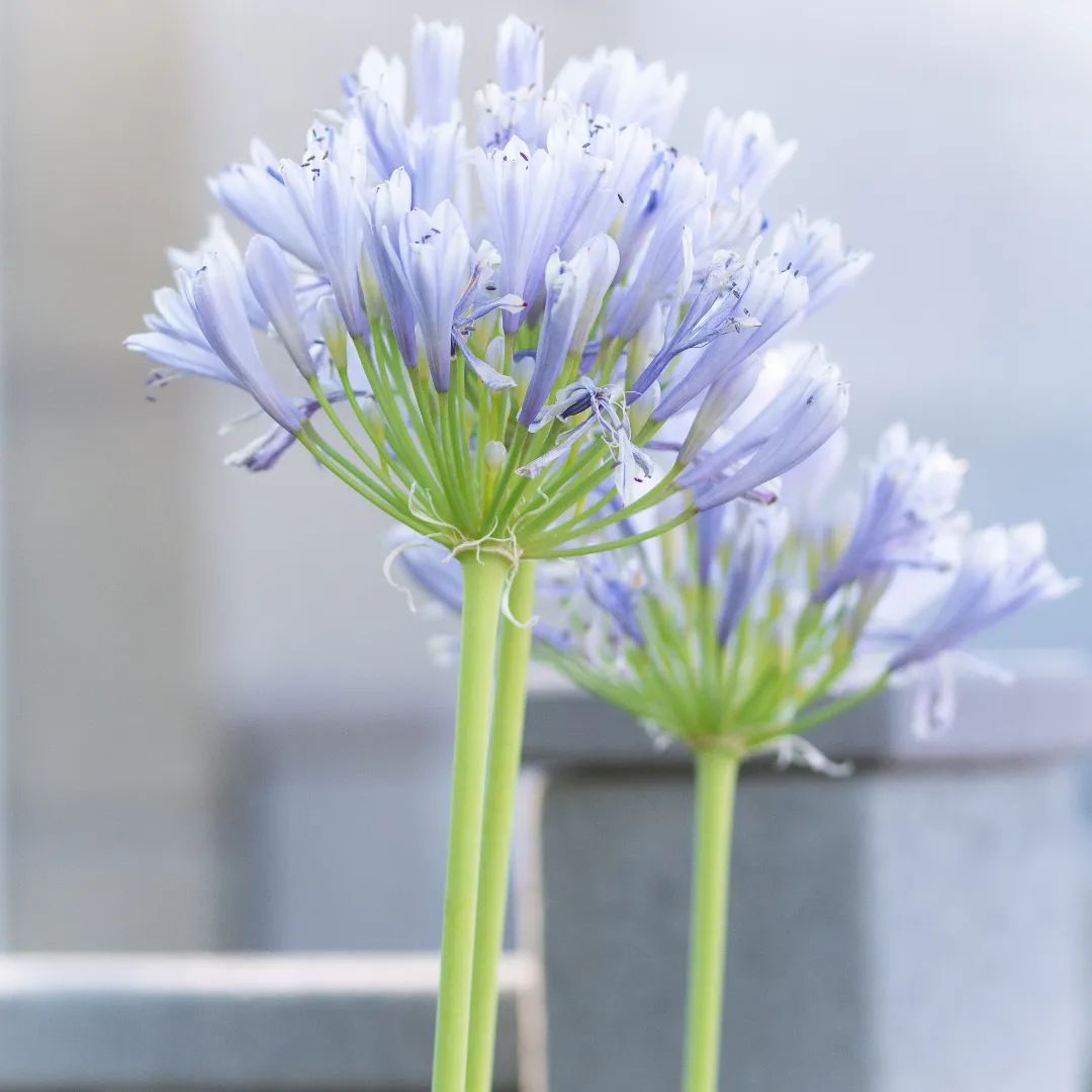 50 Must-See Spring Flowers for a Stunning Garden Display! - Planted Shack