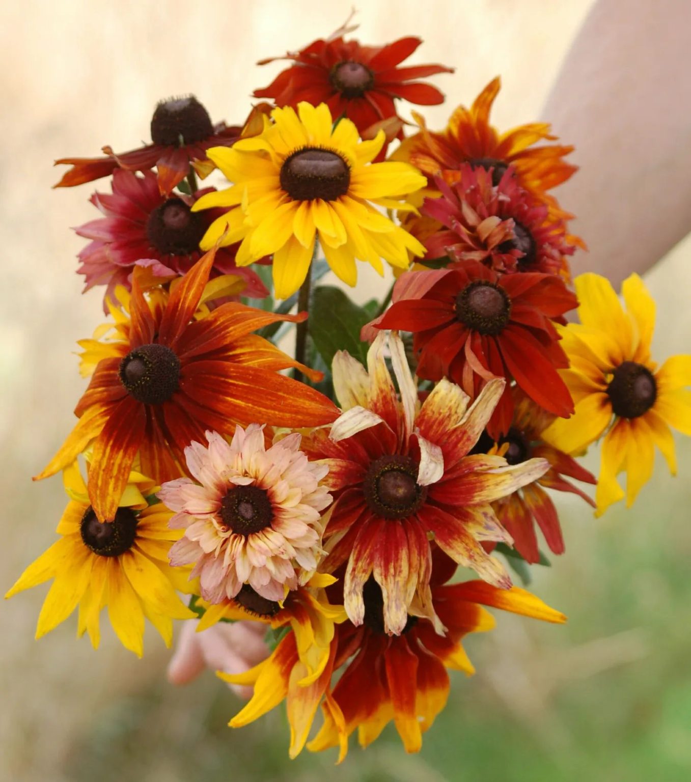 50 Summer Flowers That Will Make Your Garden Unforgettable - Planted Shack