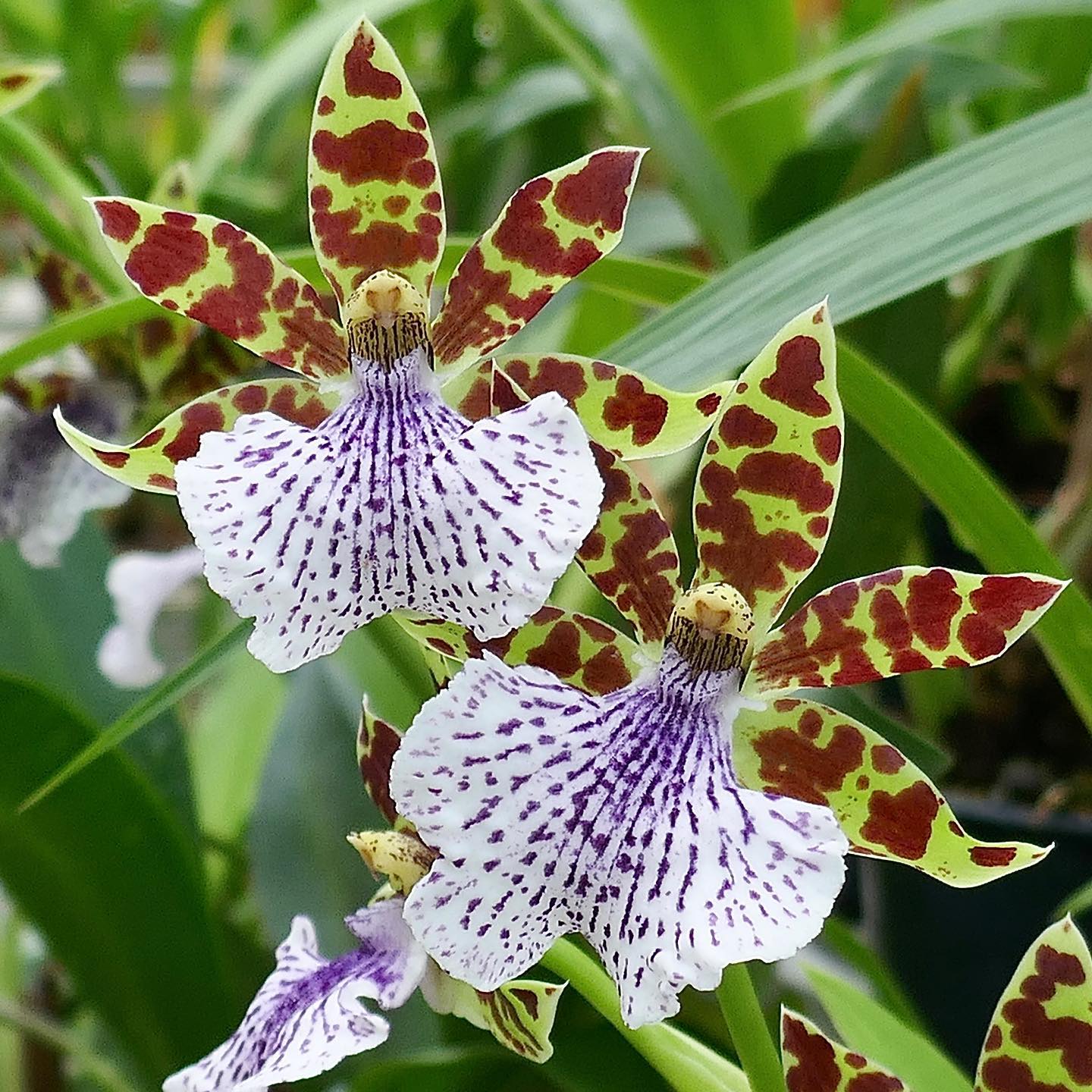 20 Amazing Orchids: A Guide to Growing and Enjoying Exotic Blooms ...