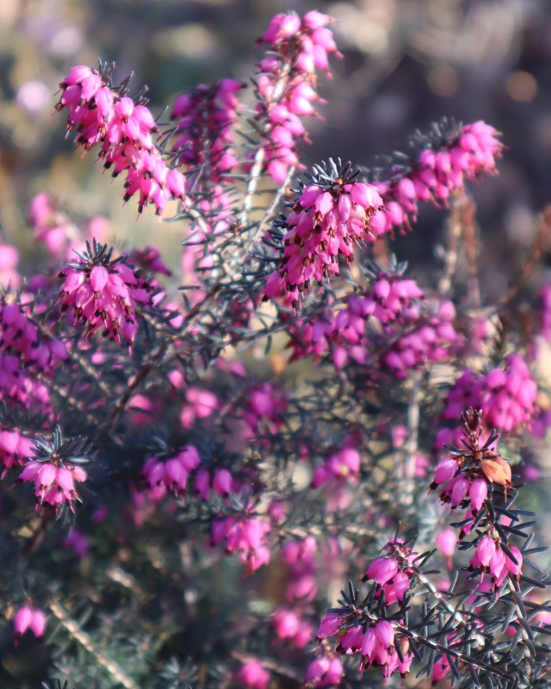 50 Enchanting Winter Flowers That Defy the Cold - Planted Shack