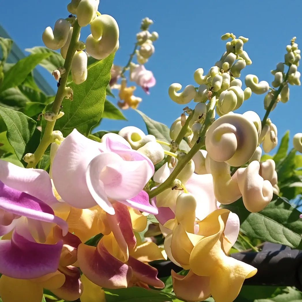 50 Climbing Plants So Stunning, You’ll Want Them All - Planted Shack