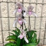 20 Purple Orchids: A Guide to Growing and Enjoying Enchanting Blooms ...