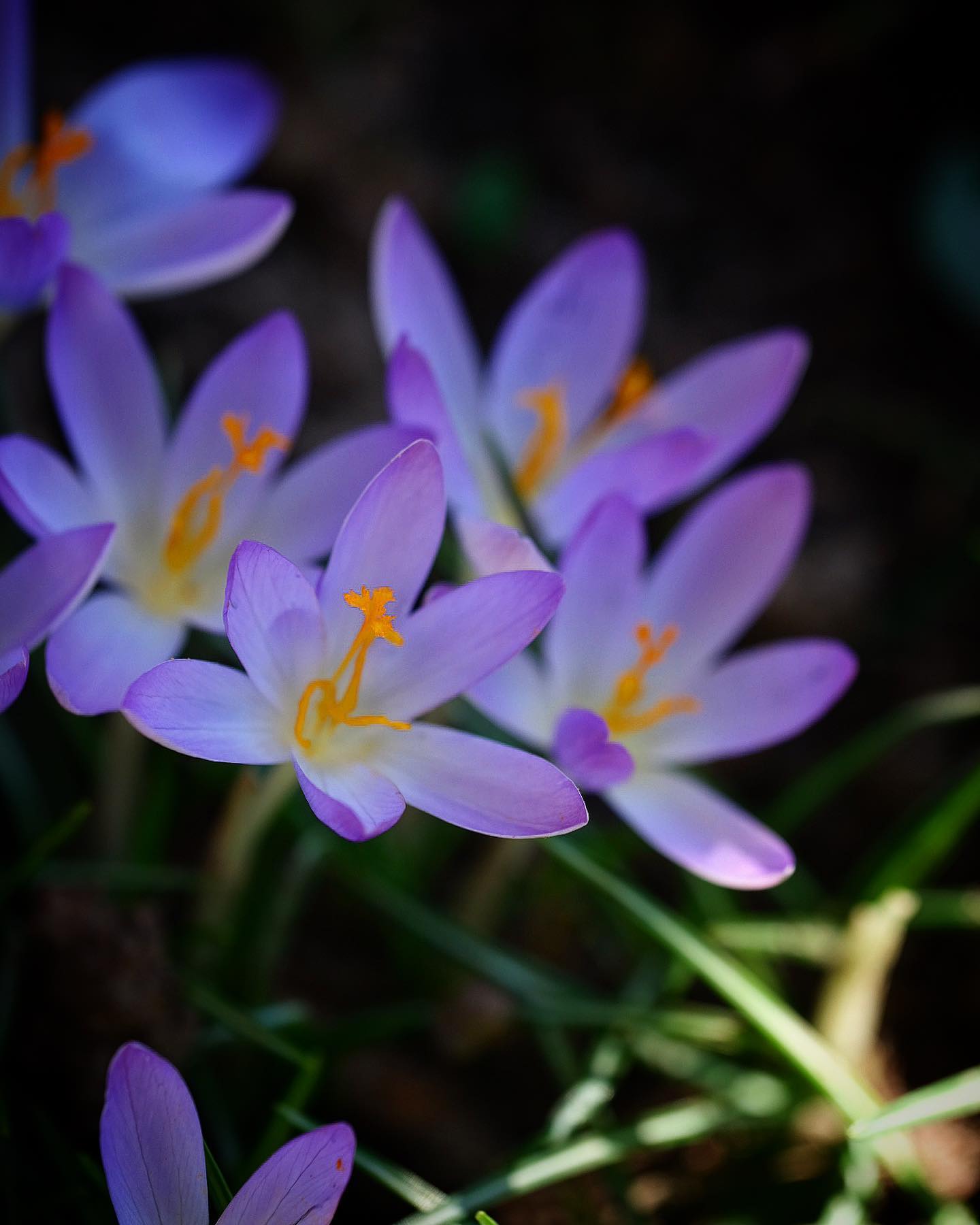 50 Autumn Flowers So Stunning, You’ll Want Them All - Planted Shack