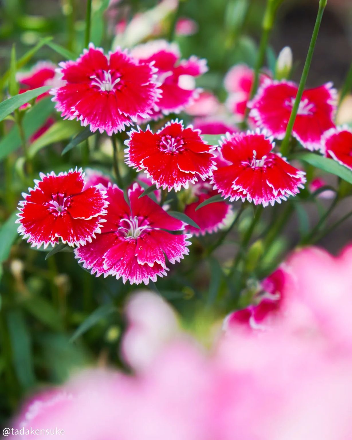 50 Autumn Flowers So Stunning, You’ll Want Them All - Planted Shack