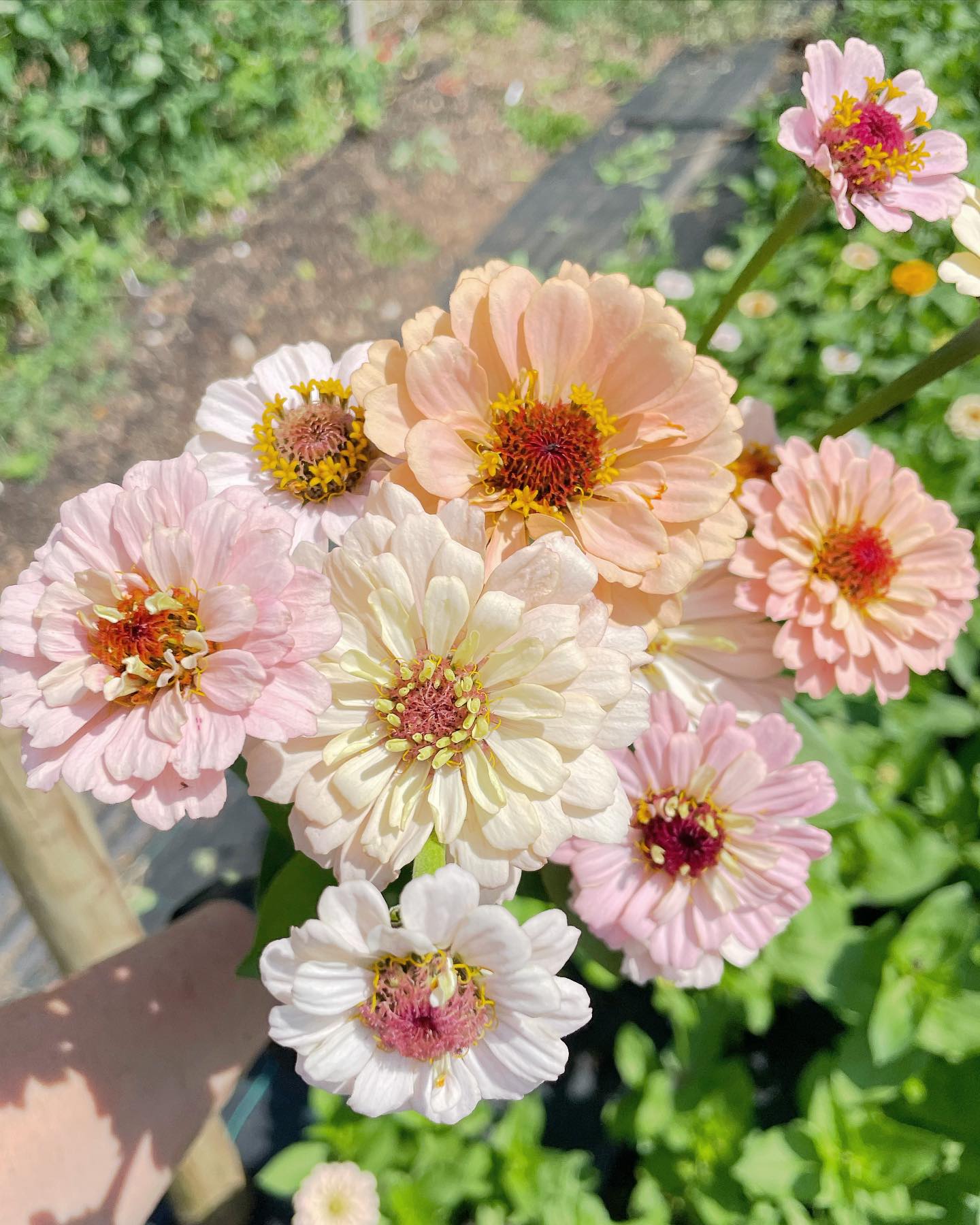 50 Autumn Flowers So Stunning, You’ll Want Them All - Planted Shack