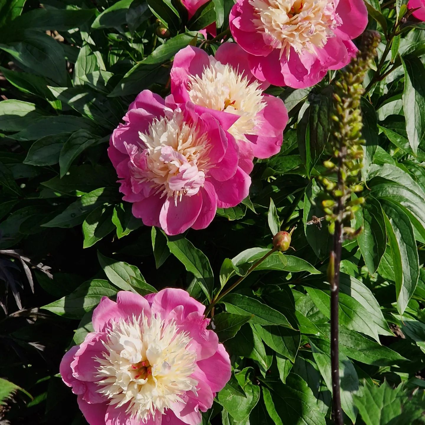 20 Vertical Blooms to Create a Breathtaking Garden! - Planted Shack