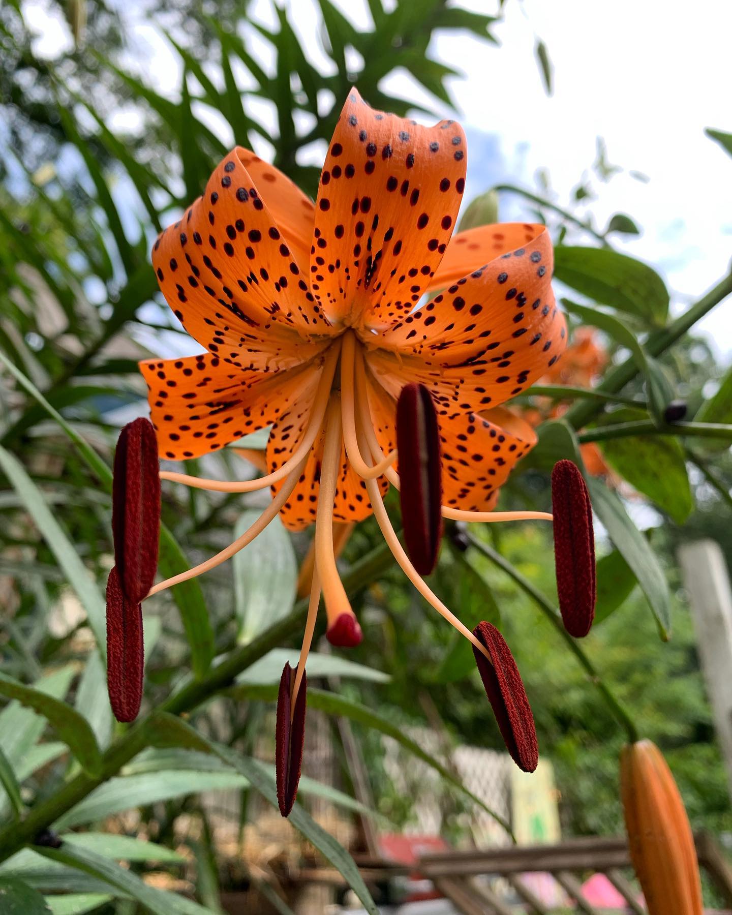 50 Must-See Spring Flowers for a Stunning Garden Display! - Planted Shack