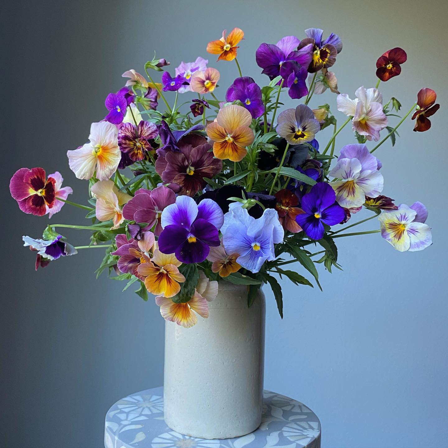 The Top 50 Plants Every Small Garden Needs Planted Shack