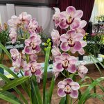 20 Purple Orchids: A Guide to Growing and Enjoying Enchanting Blooms ...