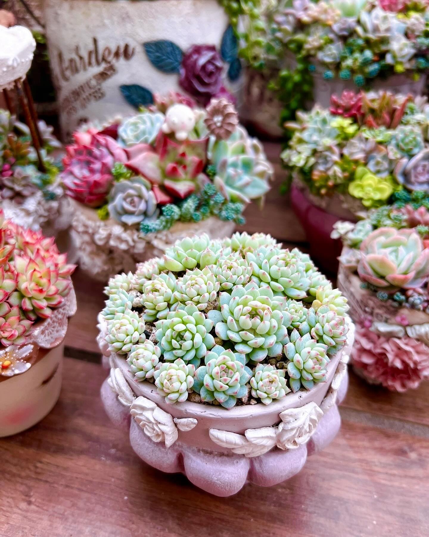 The Top 50 Plants Every Small Garden Needs - Planted Shack