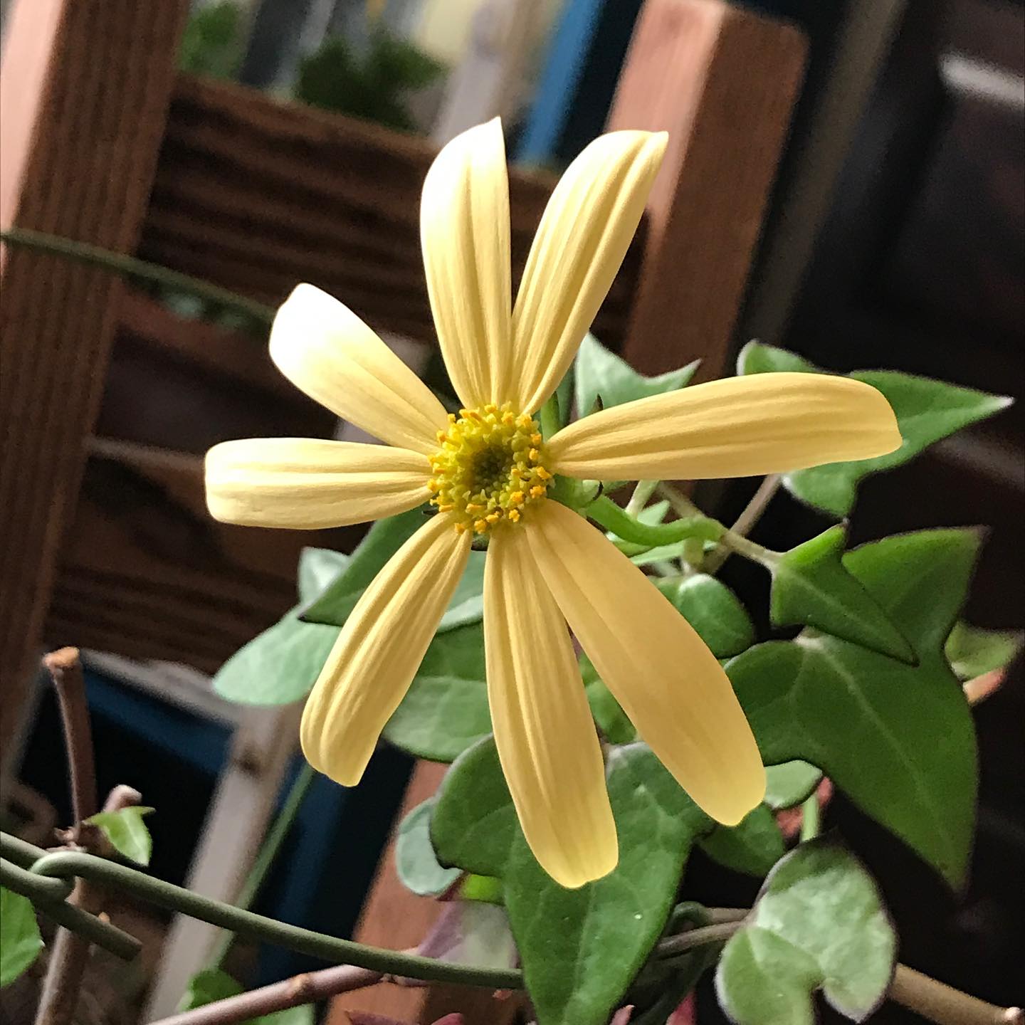 20 Vertical Blooms to Create a Breathtaking Garden! - Planted Shack