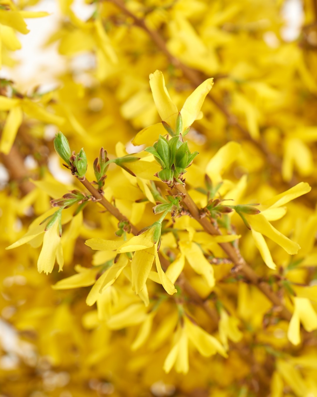 50 Must-See Spring Flowers for a Stunning Garden Display! - Planted Shack