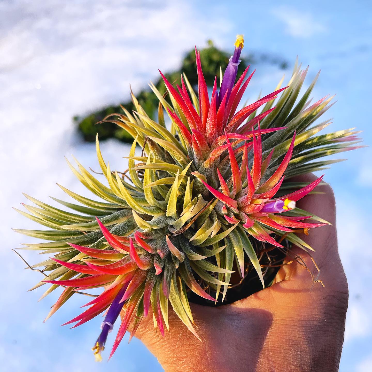 20 Tropical Flowers: A Guide to Growing and Enjoying Exotic Blooms ...