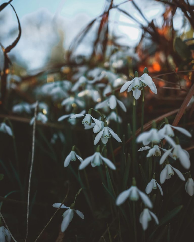 50 Must-See Spring Flowers for a Stunning Garden Display! - Planted Shack