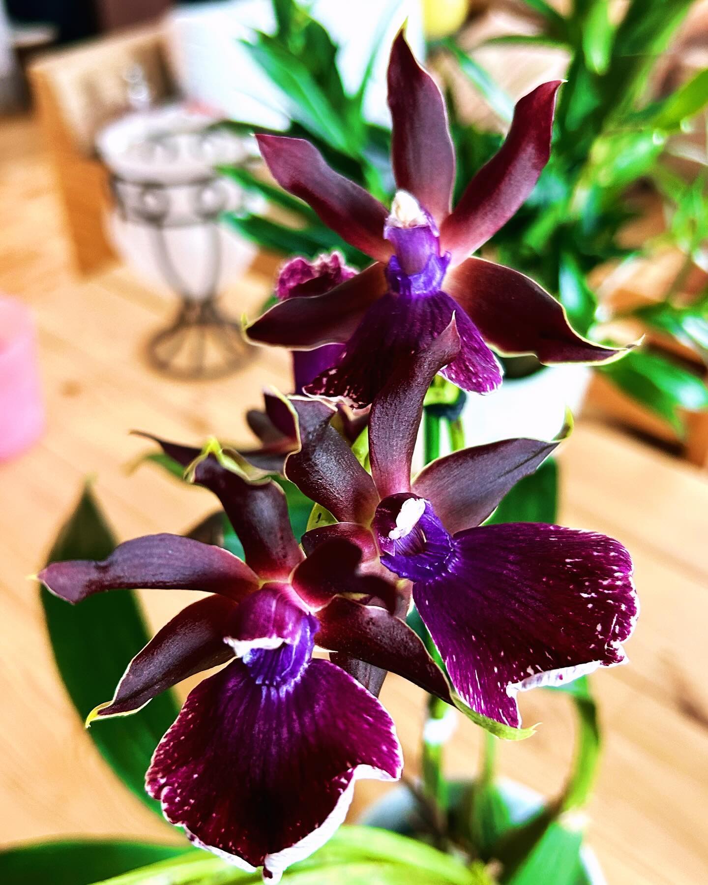 20 Purple Orchids: A Guide to Growing and Enjoying Enchanting Blooms ...