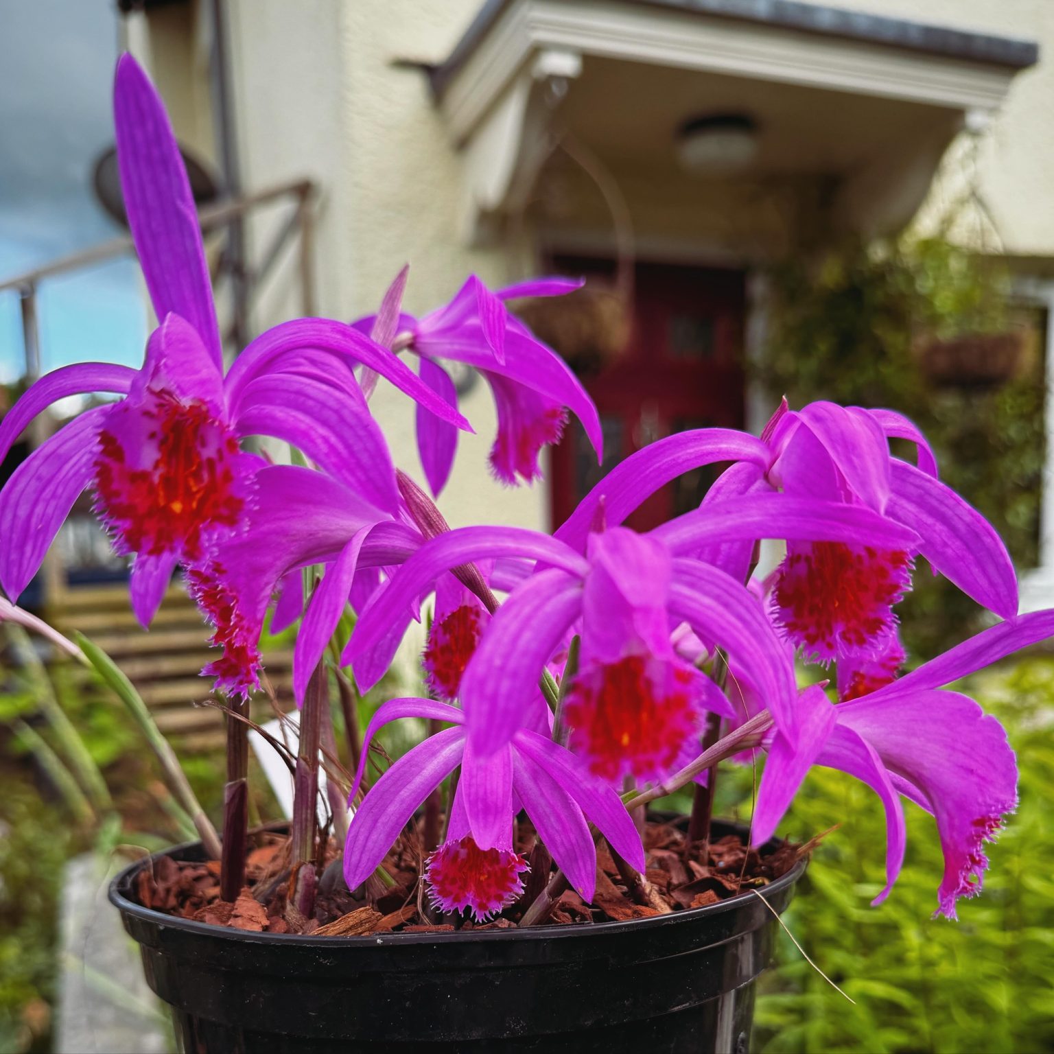 20 Amazing Orchids: A Guide to Growing and Enjoying Exotic Blooms ...