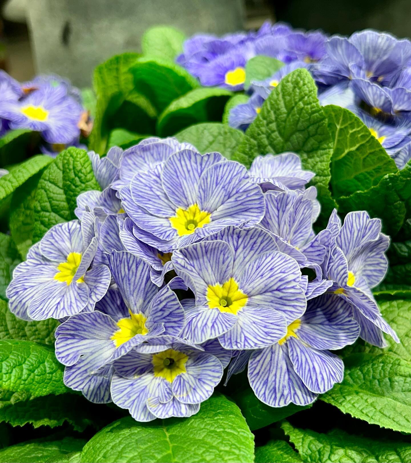 50 Must-See Spring Flowers for a Stunning Garden Display! - Planted Shack