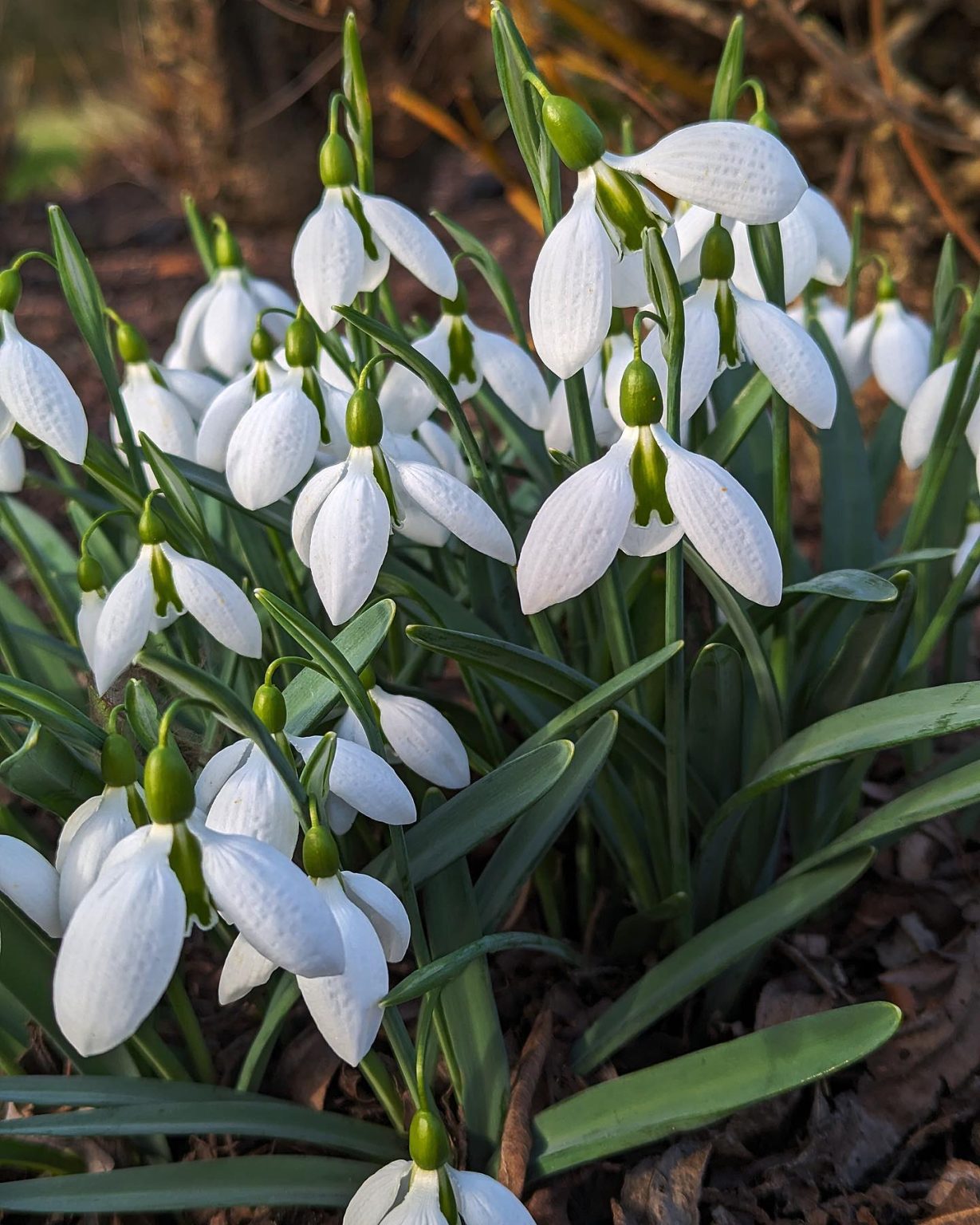 50 Enchanting Winter Flowers That Defy the Cold - Planted Shack