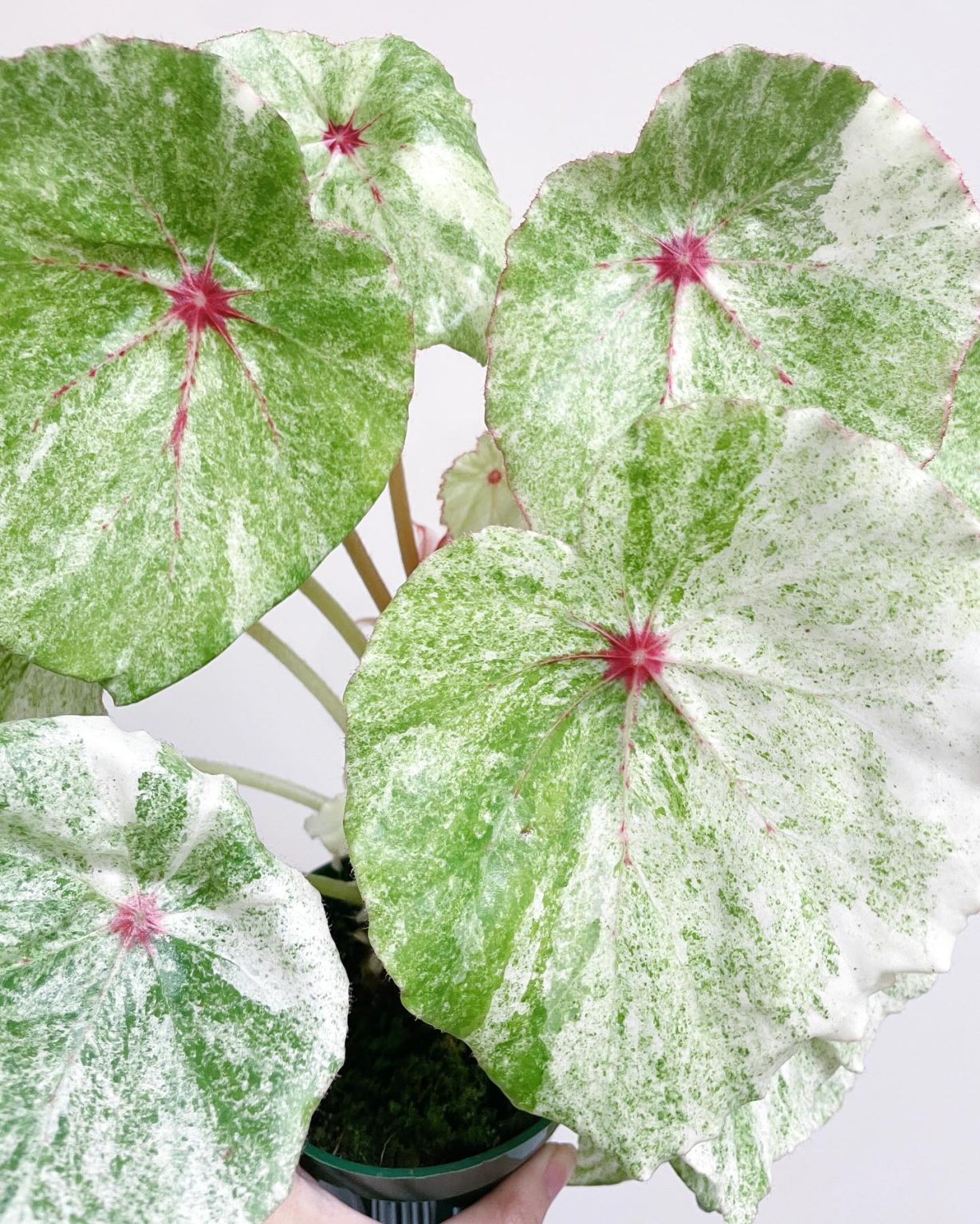 50 Must-See Spring Flowers for a Stunning Garden Display! - Planted Shack