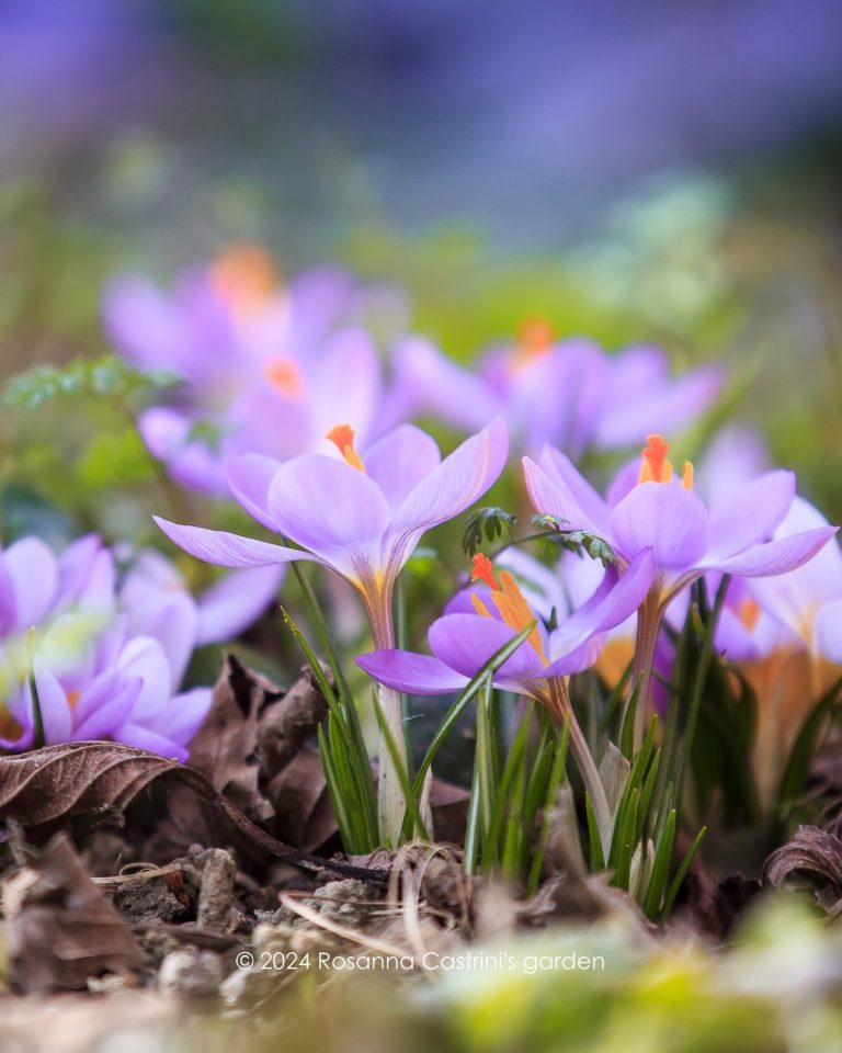 50 Must-See Spring Flowers for a Stunning Garden Display! - Planted Shack