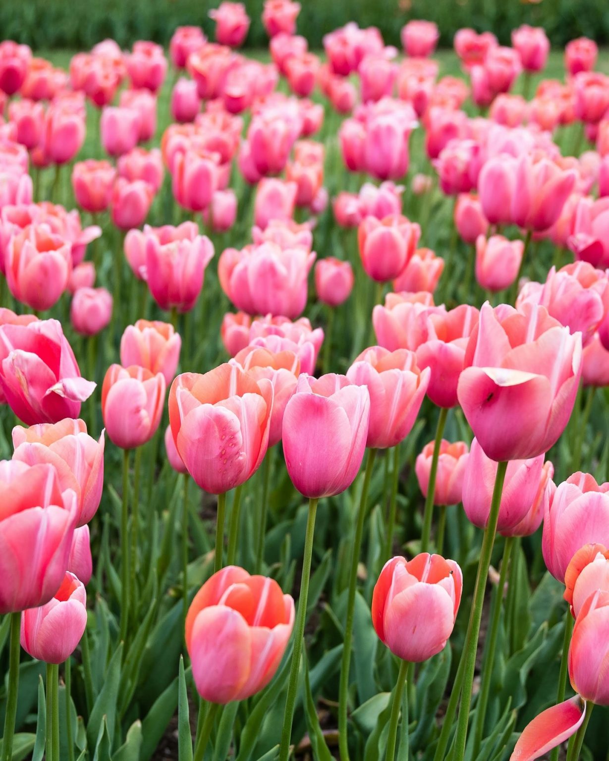 50 Must-See Spring Flowers for a Stunning Garden Display! - Planted Shack