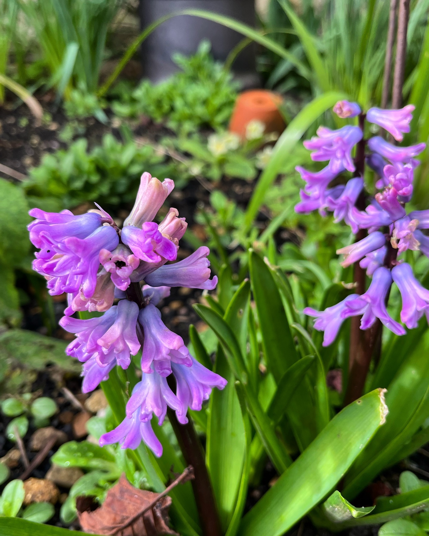 50 Must-See Spring Flowers for a Stunning Garden Display! - Planted Shack