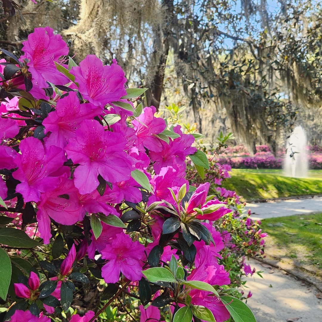 50 Must-See Spring Flowers for a Stunning Garden Display! - Planted Shack