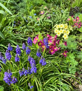 50 Must-See Spring Flowers for a Stunning Garden Display! – Planted Shack