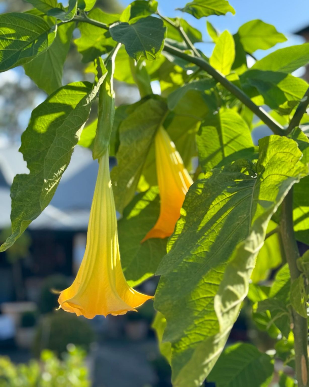 20 Tropical Flowers: A Guide to Growing and Enjoying Exotic Blooms ...