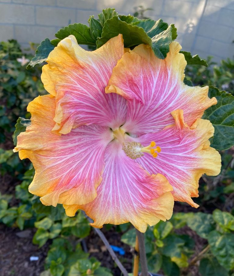 50 Summer Flowers That Will Make Your Garden Unforgettable - Planted Shack