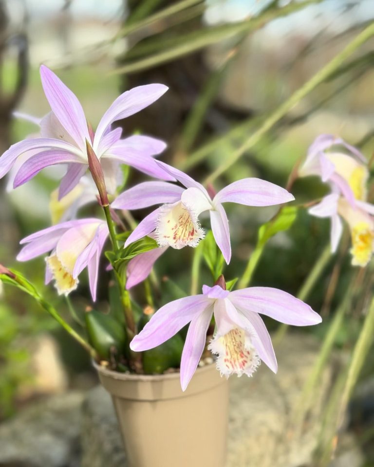 20 Purple Orchids: A Guide to Growing and Enjoying Enchanting Blooms ...