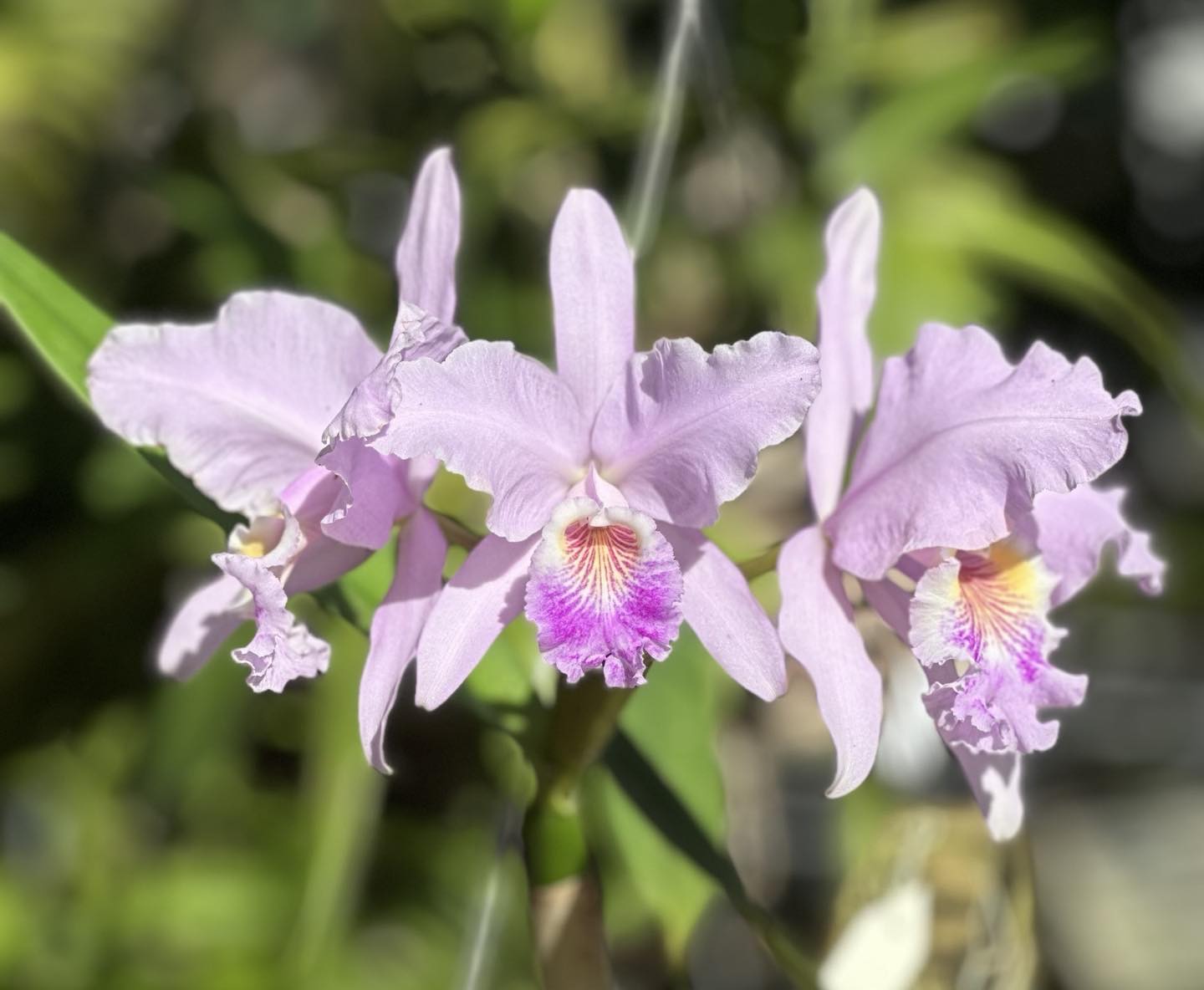20 Purple Orchids: A Guide to Growing and Enjoying Enchanting Blooms ...