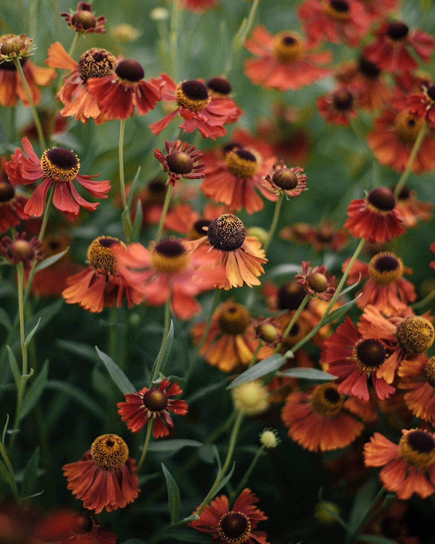 50 Autumn Flowers So Stunning, You’ll Want Them All - Planted Shack