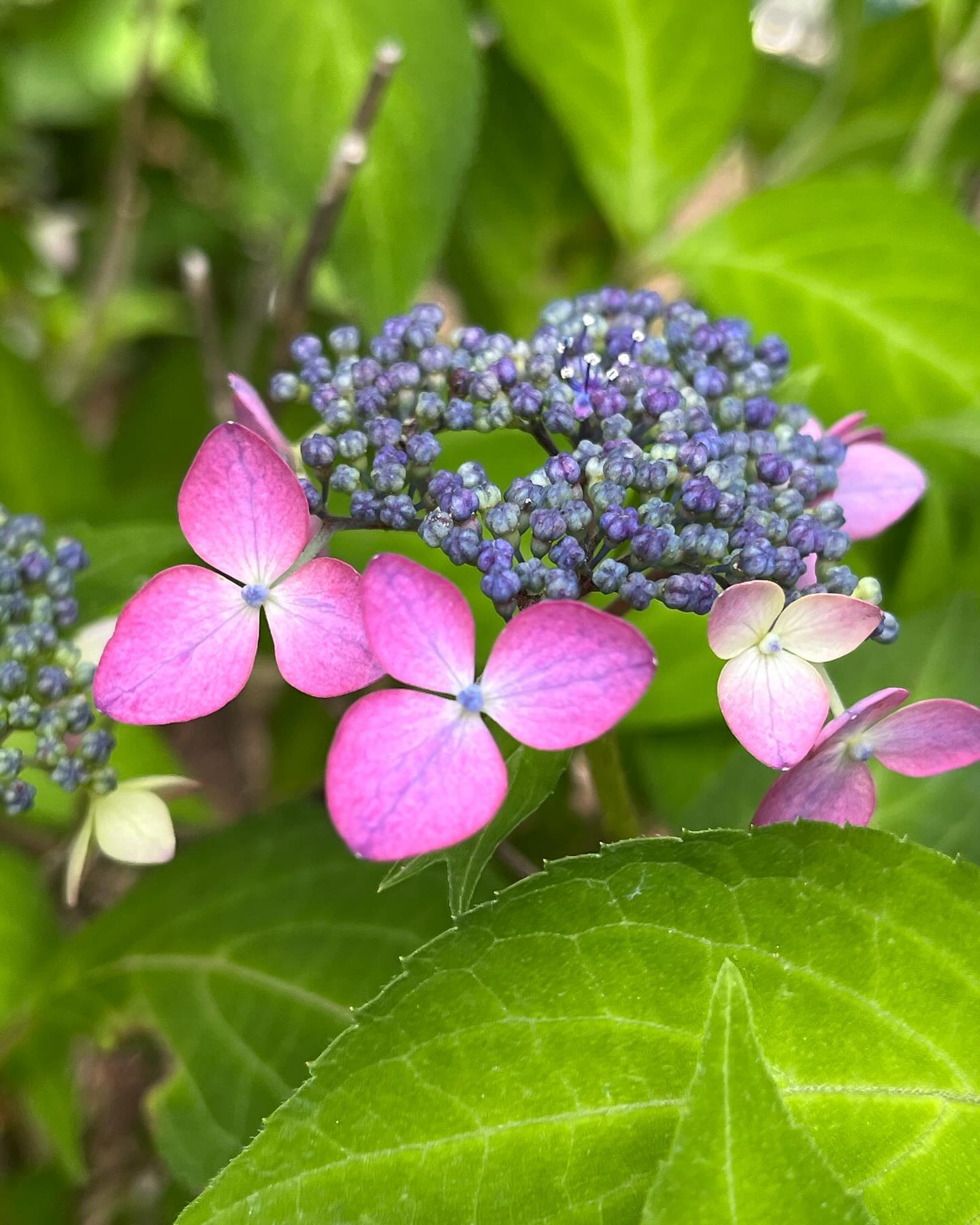 The Top 50 Plants Every Small Garden Needs - Planted Shack