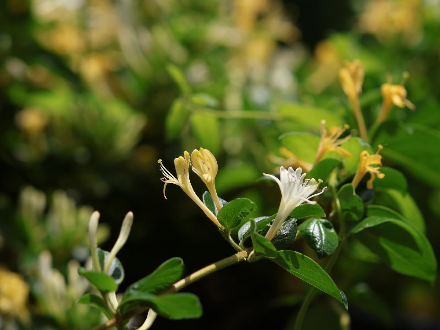 50 Climbing Plants So Stunning, You’ll Want Them All - Planted Shack