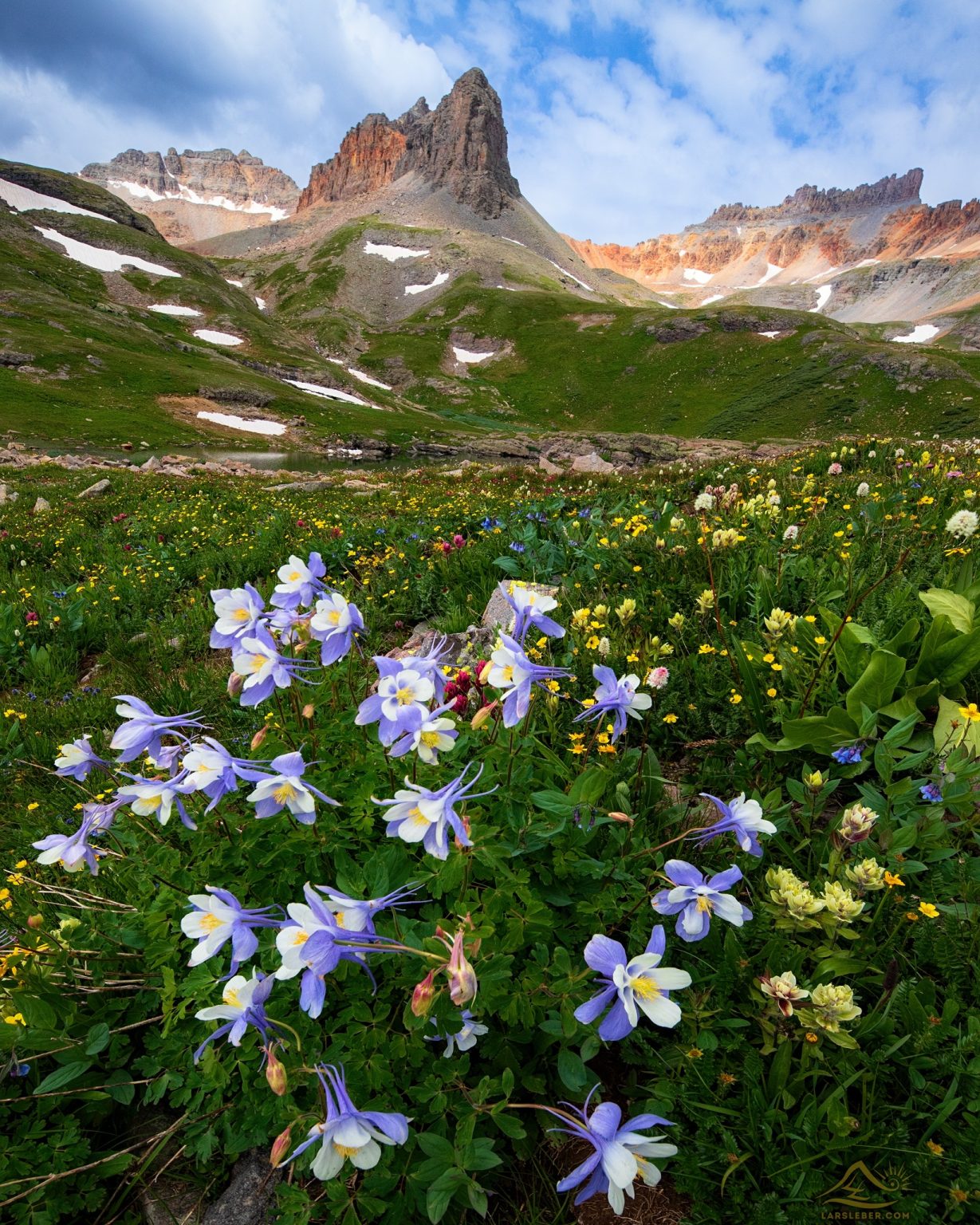 50 Must-See Spring Flowers for a Stunning Garden Display! - Planted Shack