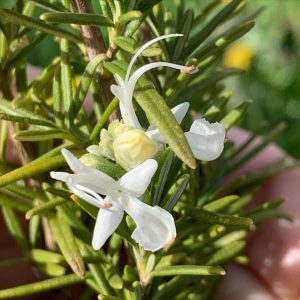 The Top 50 Plants Every Small Garden Needs Planted Shack