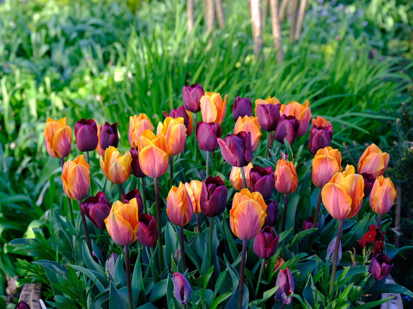 50 Must-See Spring Flowers for a Stunning Garden Display! - Planted Shack