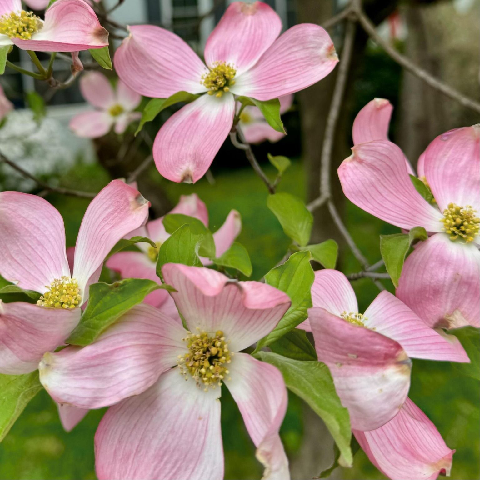 50 Must-See Spring Flowers for a Stunning Garden Display! - Planted Shack