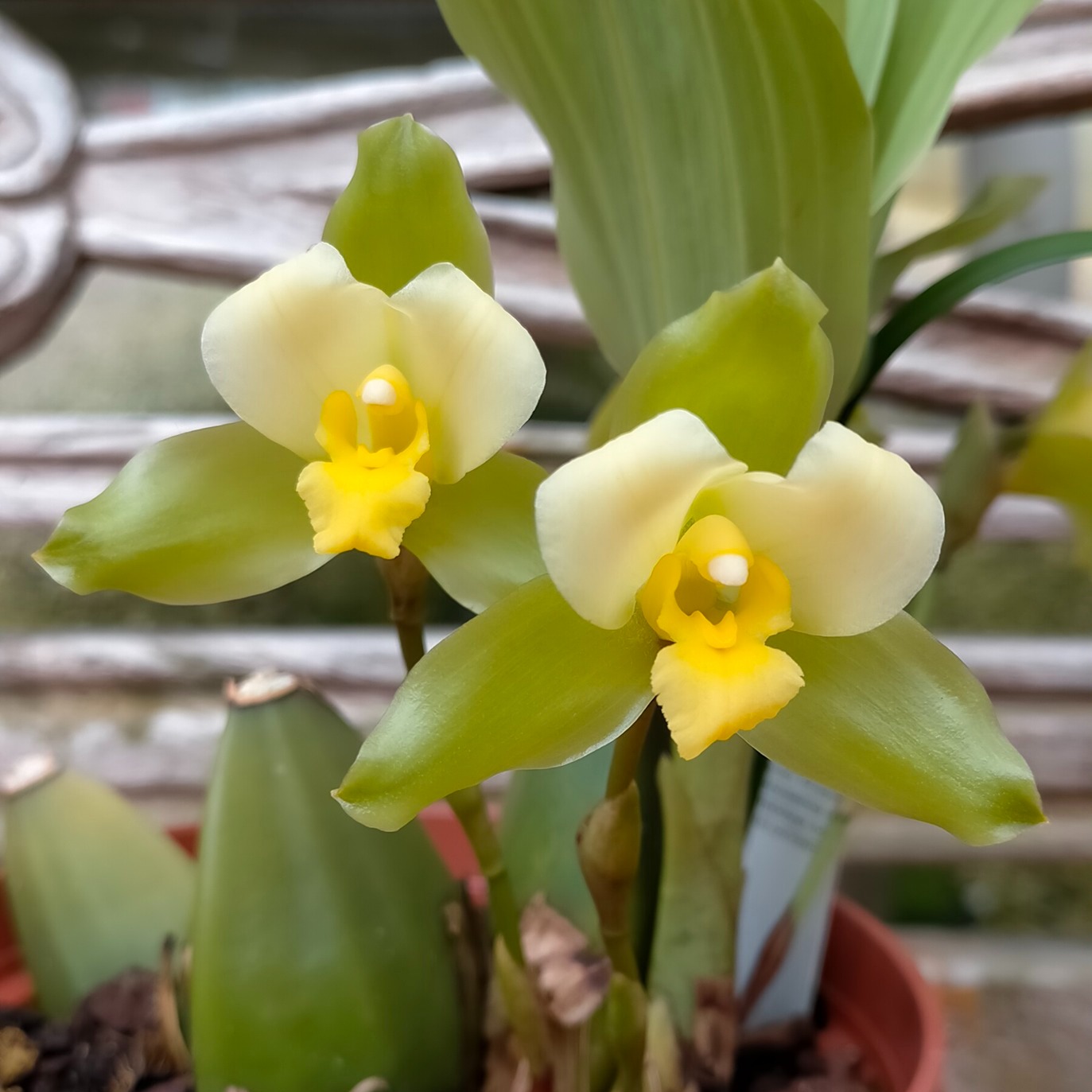 20 Amazing Orchids: A Guide to Growing and Enjoying Exotic Blooms ...