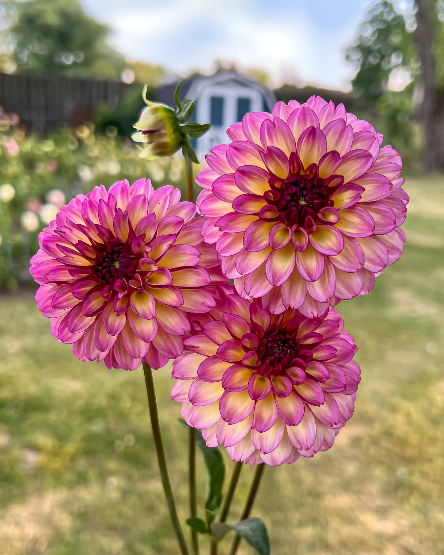 50 Autumn Flowers So Stunning, You’ll Want Them All - Planted Shack