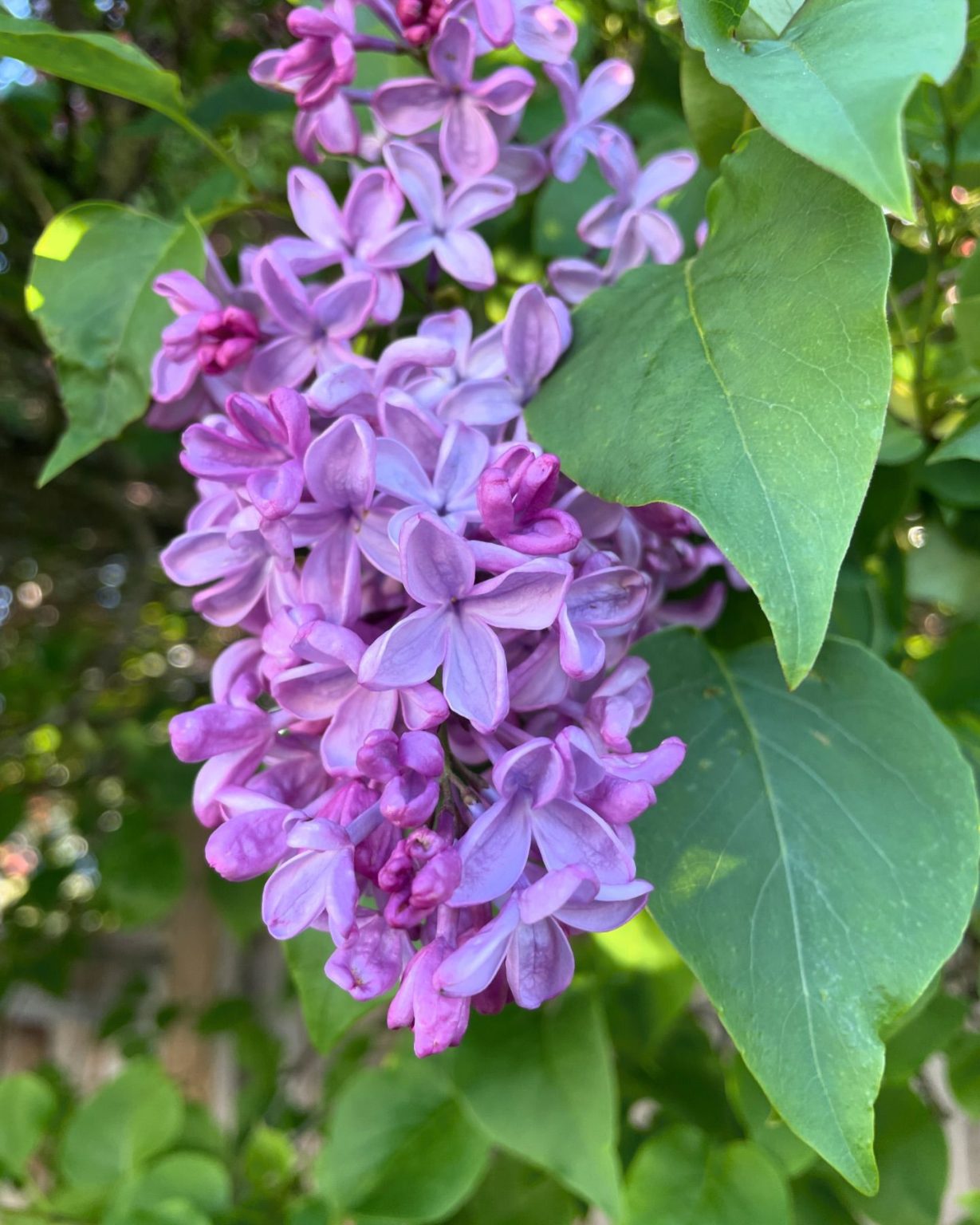 50 Must-See Spring Flowers for a Stunning Garden Display! - Planted Shack