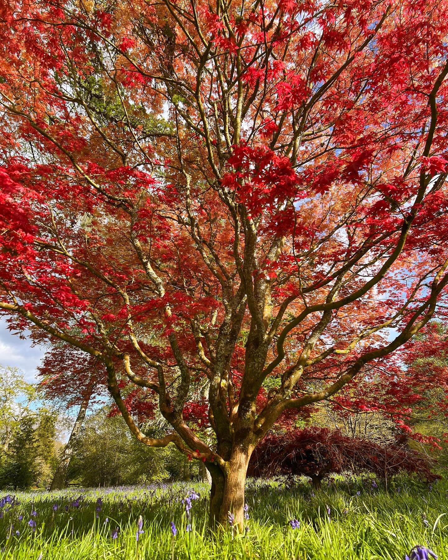 50 Autumn Flowers So Stunning, You’ll Want Them All - Planted Shack