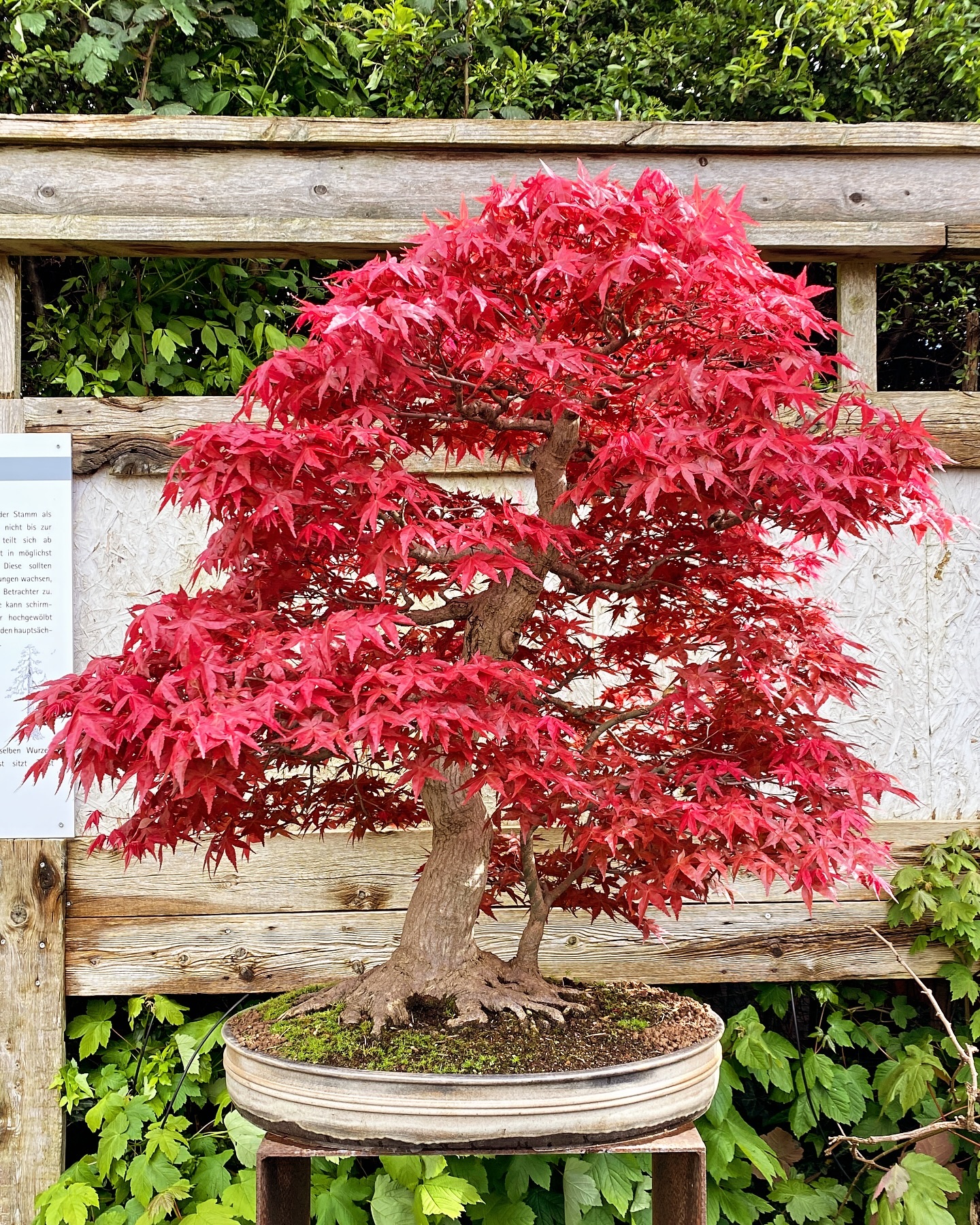 The Top 50 Plants Every Small Garden Needs Planted Shack