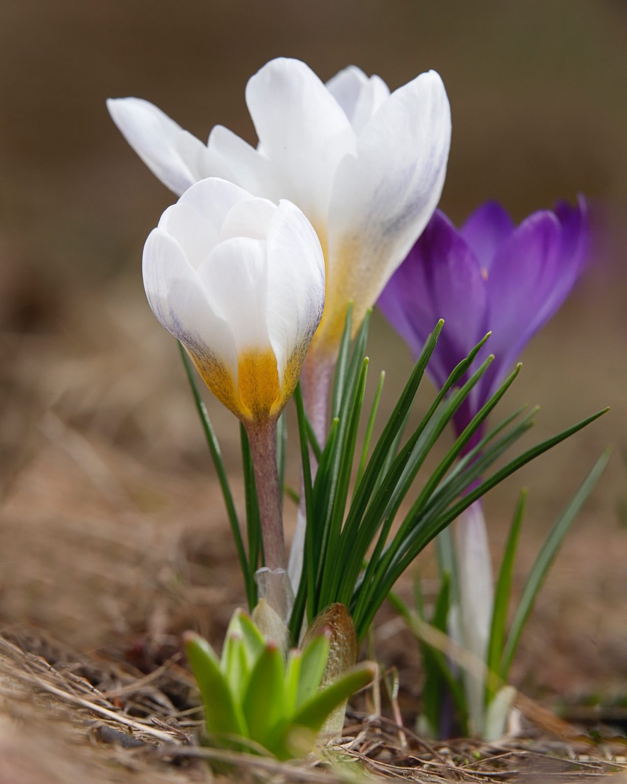 50 Autumn Flowers So Stunning, You’ll Want Them All - Planted Shack